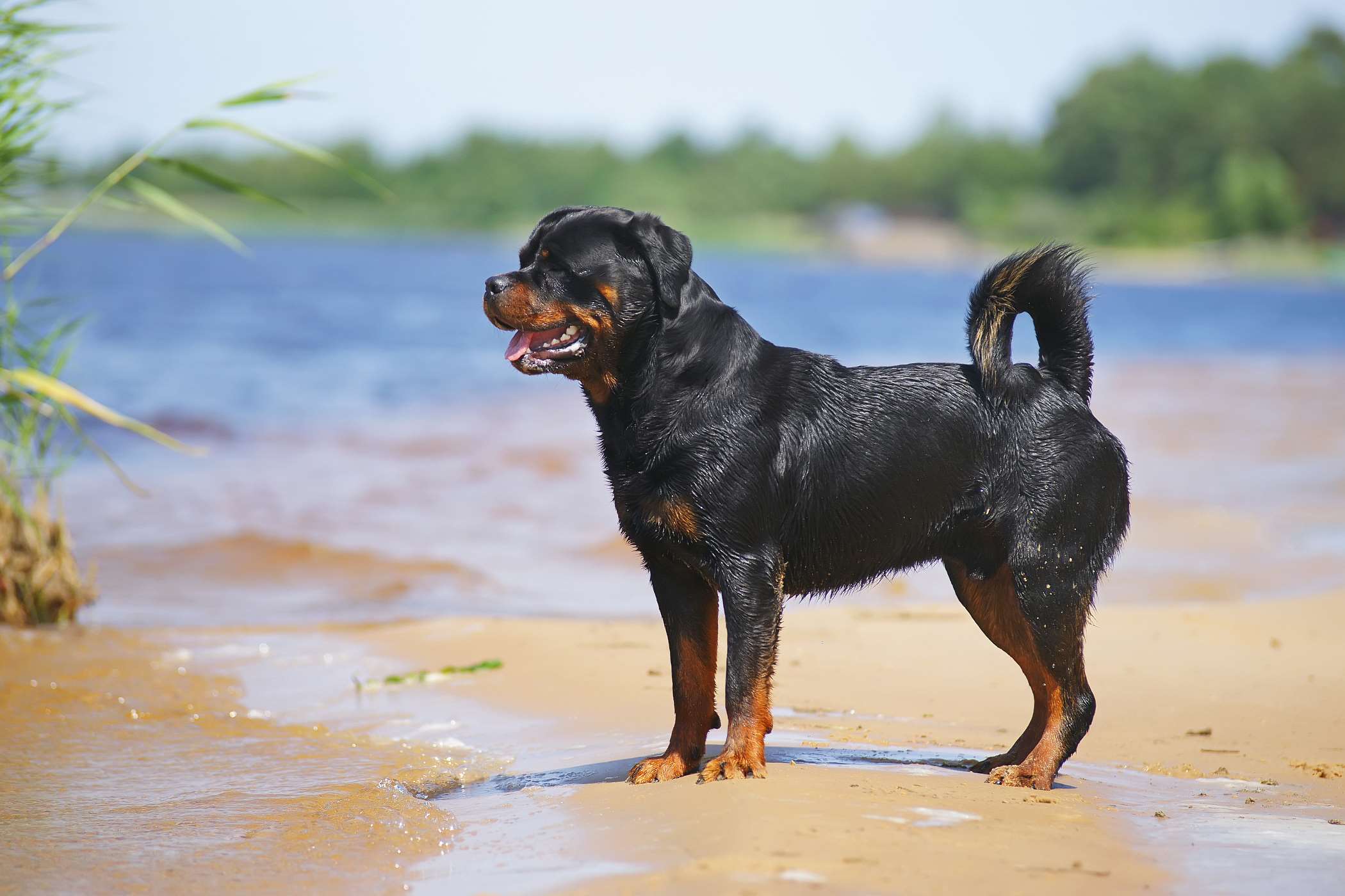 Zdjęcia rottweilera - 10 fotografii
