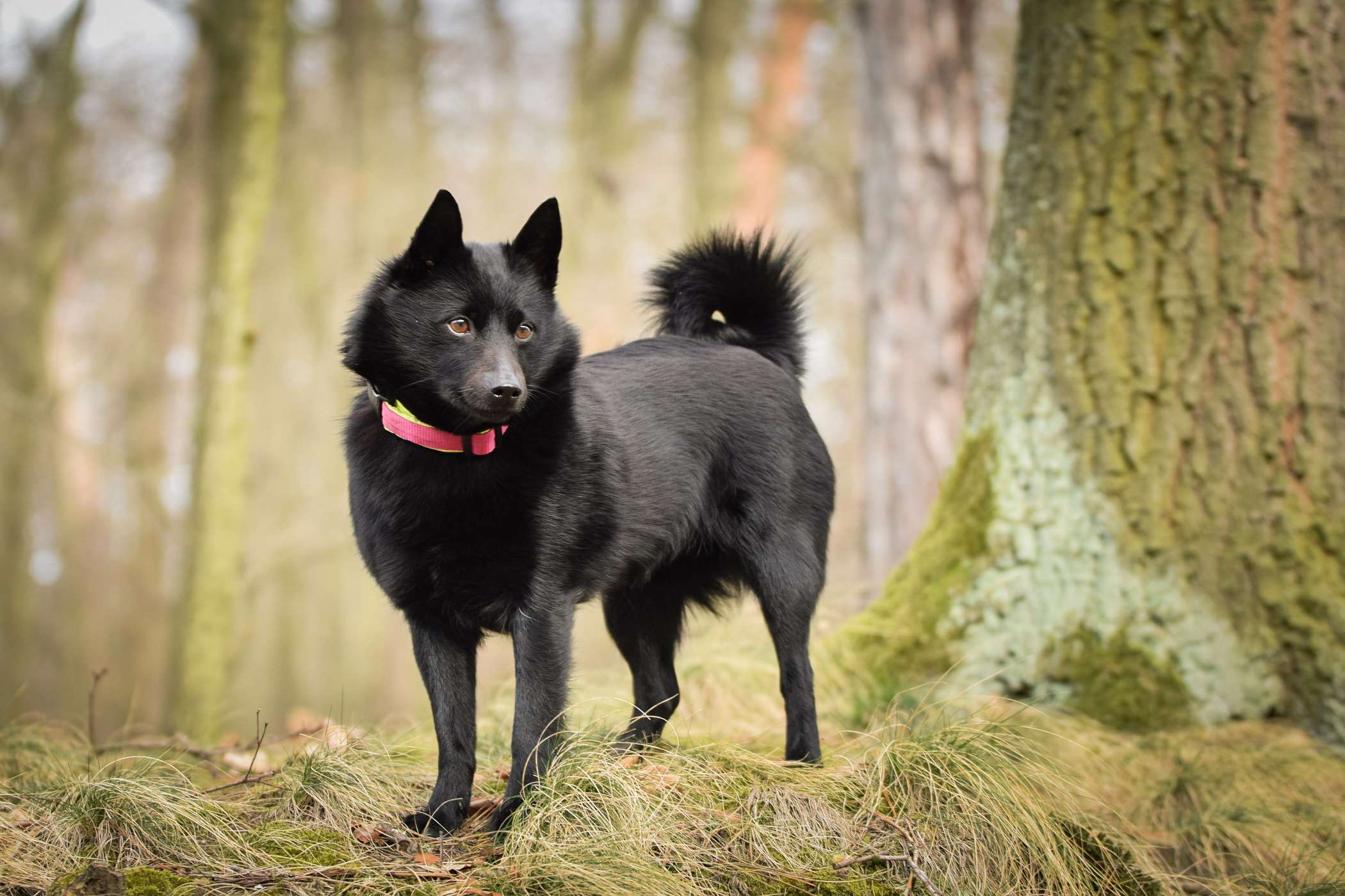 Zdjęcia schipperke - 10 fotografii