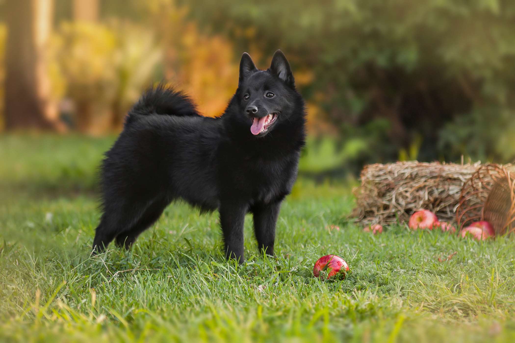 Zdjęcia schipperke - 10 fotografii
