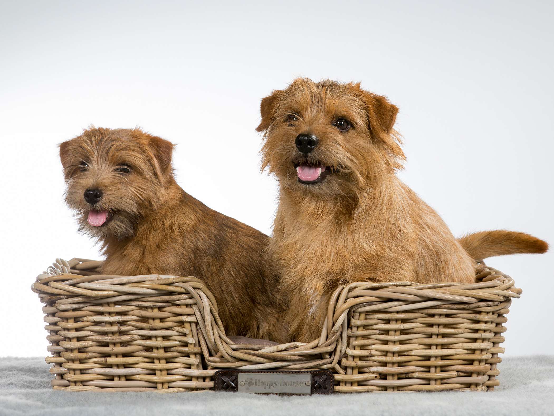 Zdjęcia norfolk terriera - 9 fotografii