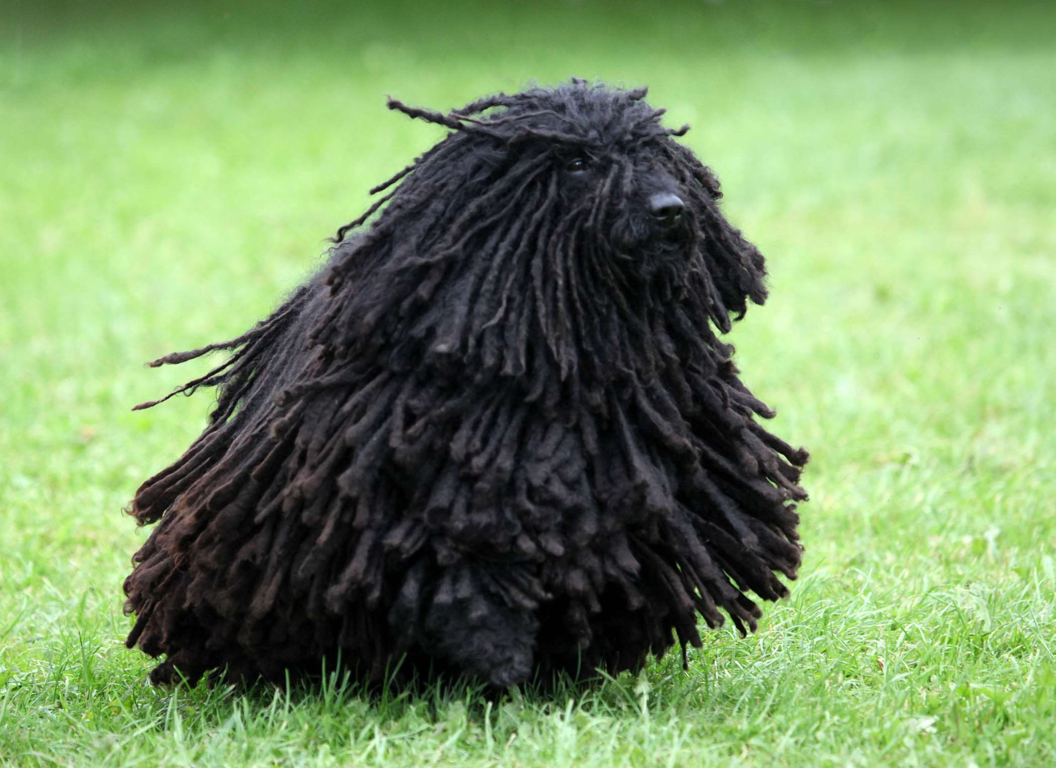 Zdjęcia puli - 10 fotografii