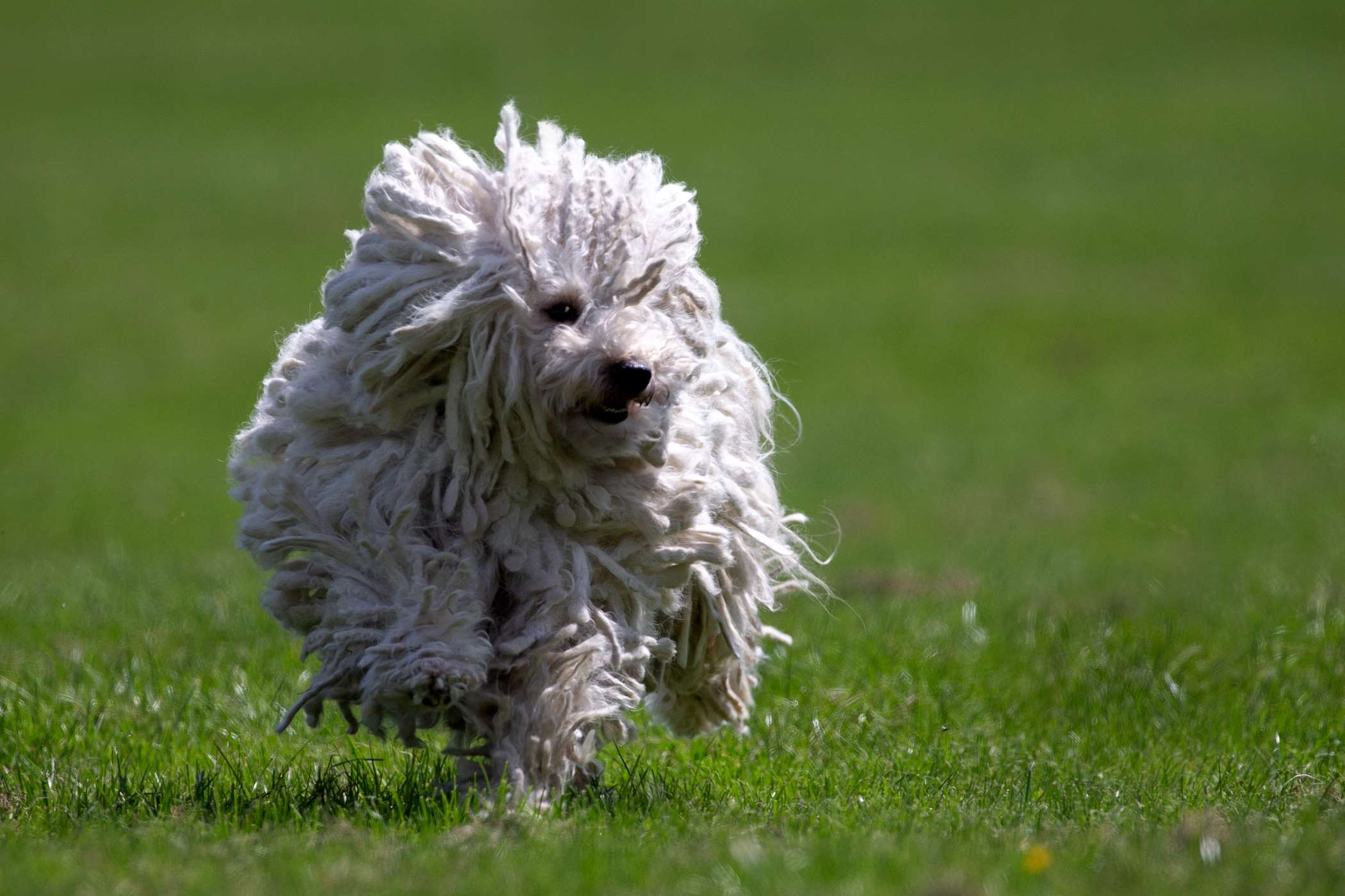 Zdjęcia puli - 10 fotografii