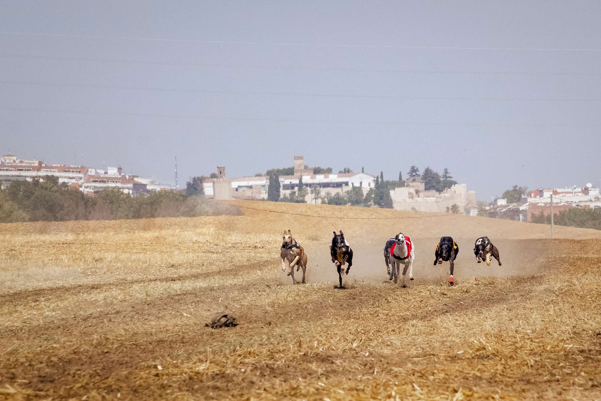 Zdjęcia charta hiszpańskiego - 10 fotografii