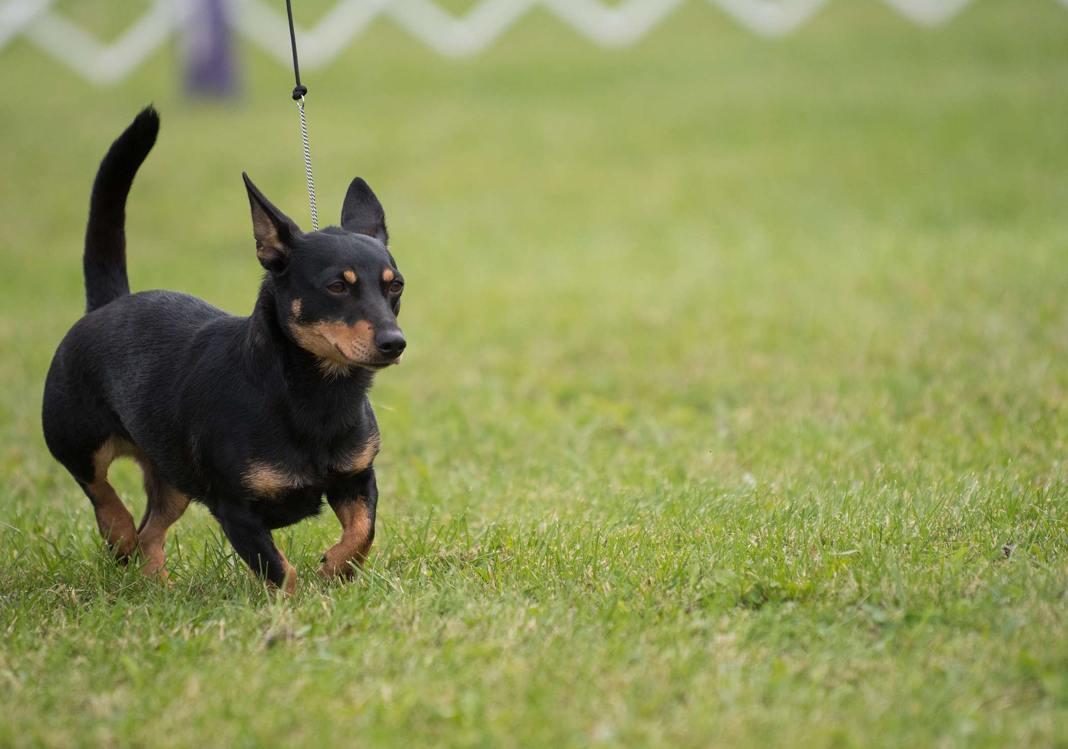 Zdjęcia lancashire heeler - 8 fotografii