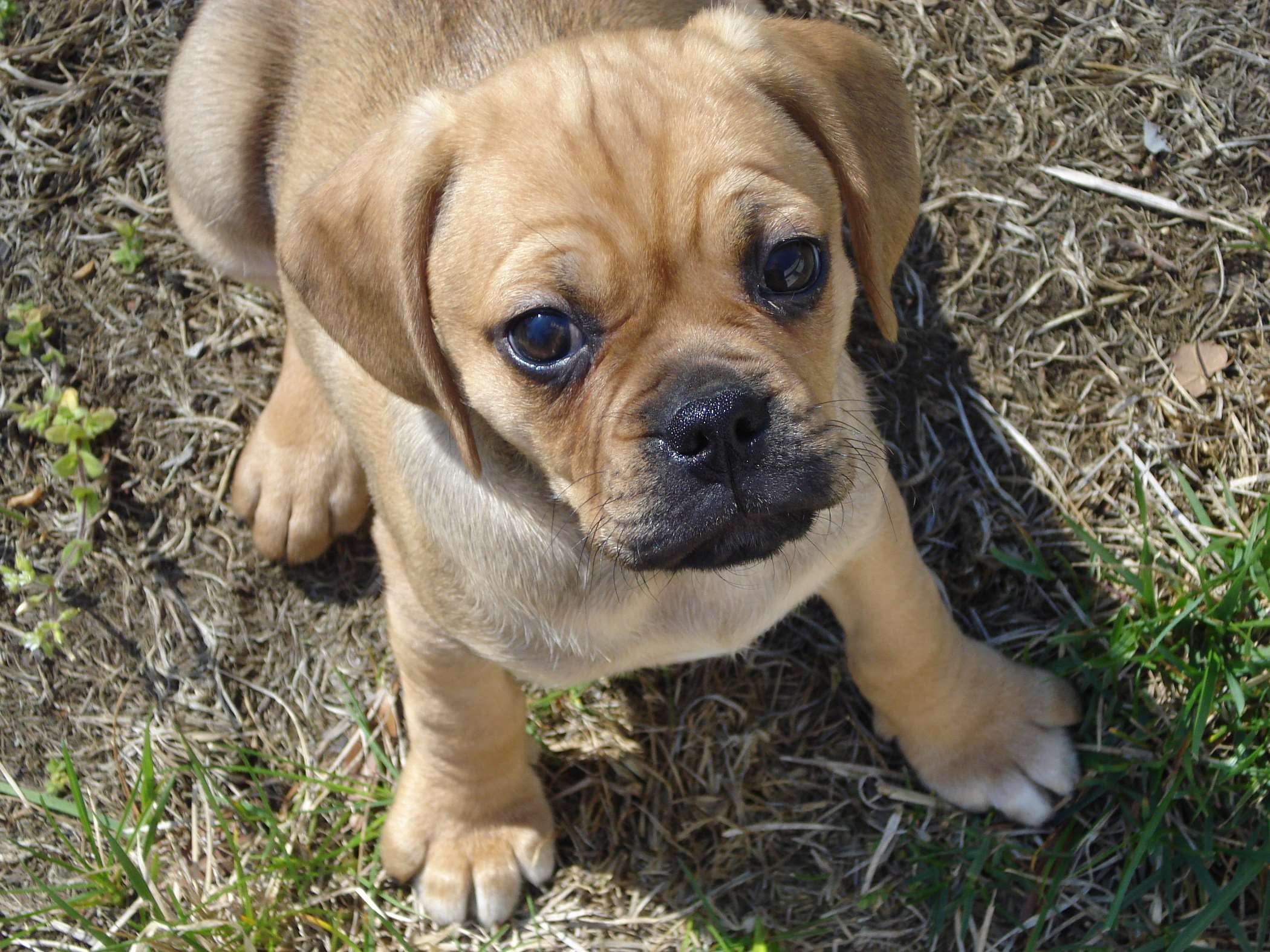 Zdjęcia puggle - 8 fotografii