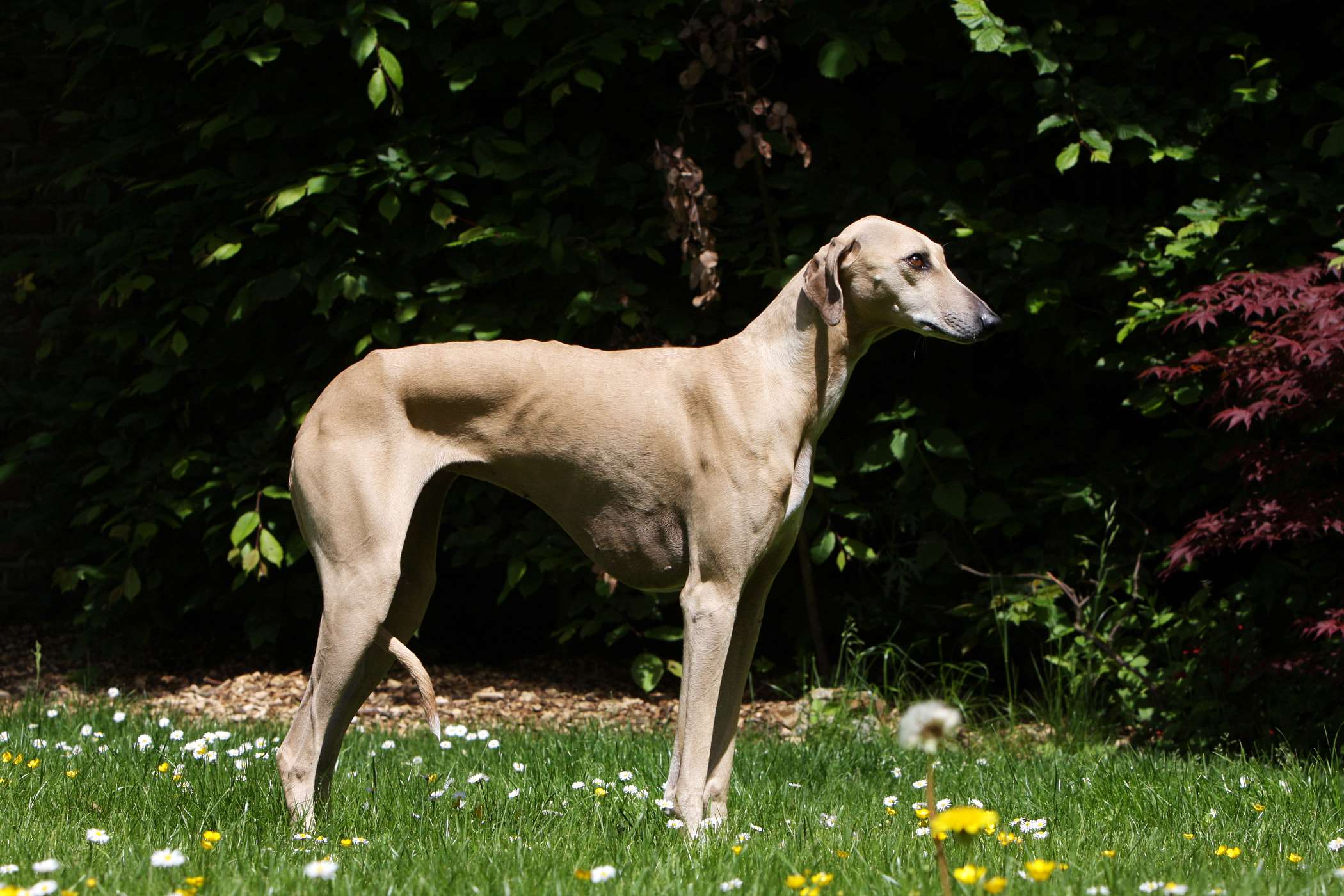 Zdjęcia charta afrykańskiego - 10 fotografii