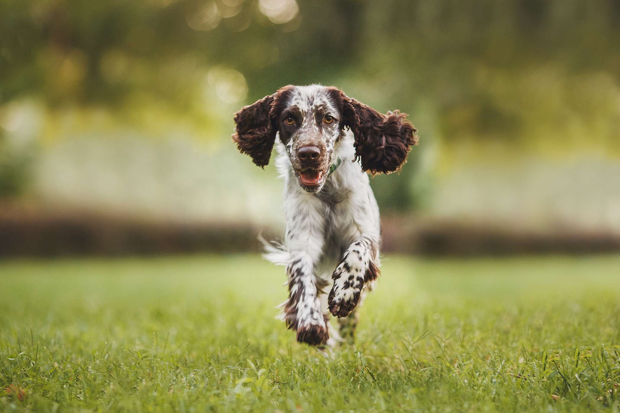 Zdjęcia springer spaniela - 10 fotografii