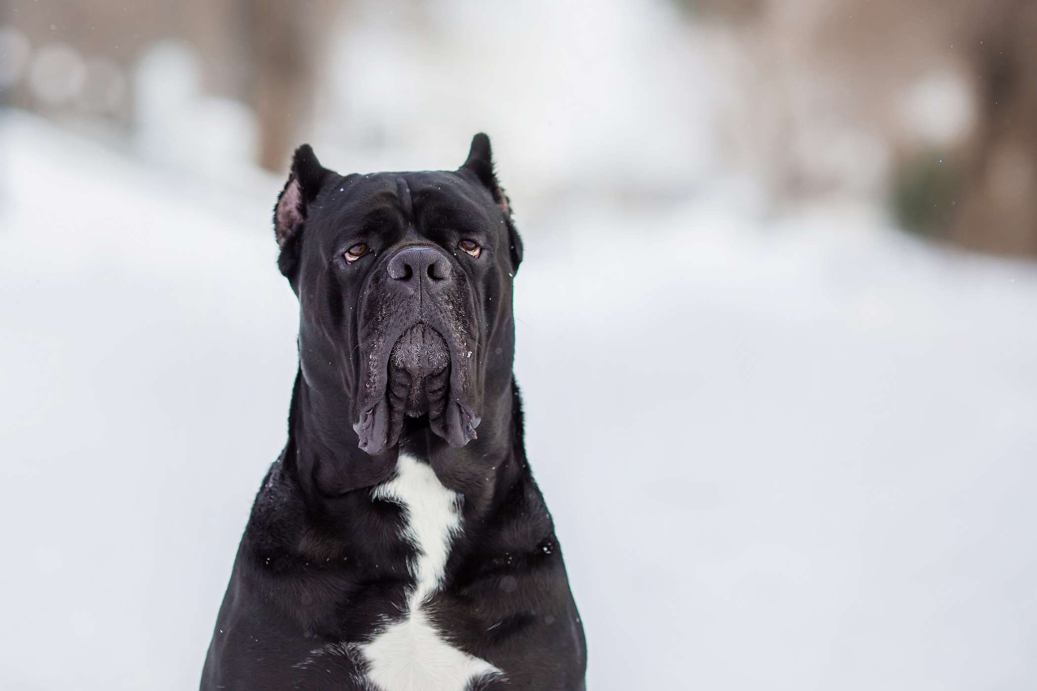 Zdjęcia cane corso - 10 fotografii