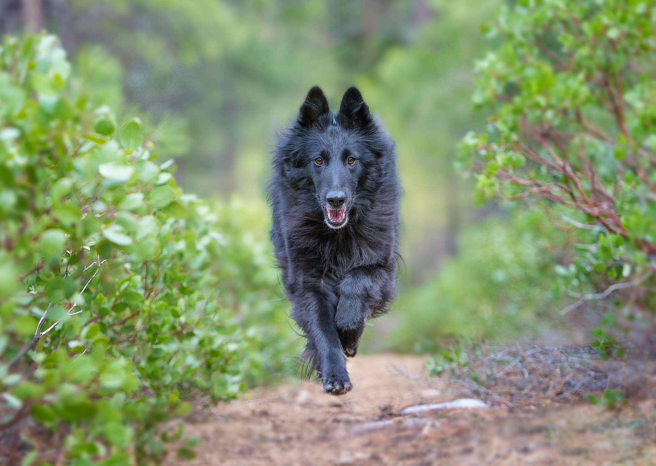 Zdjęcia groenendael - 10 fotografii