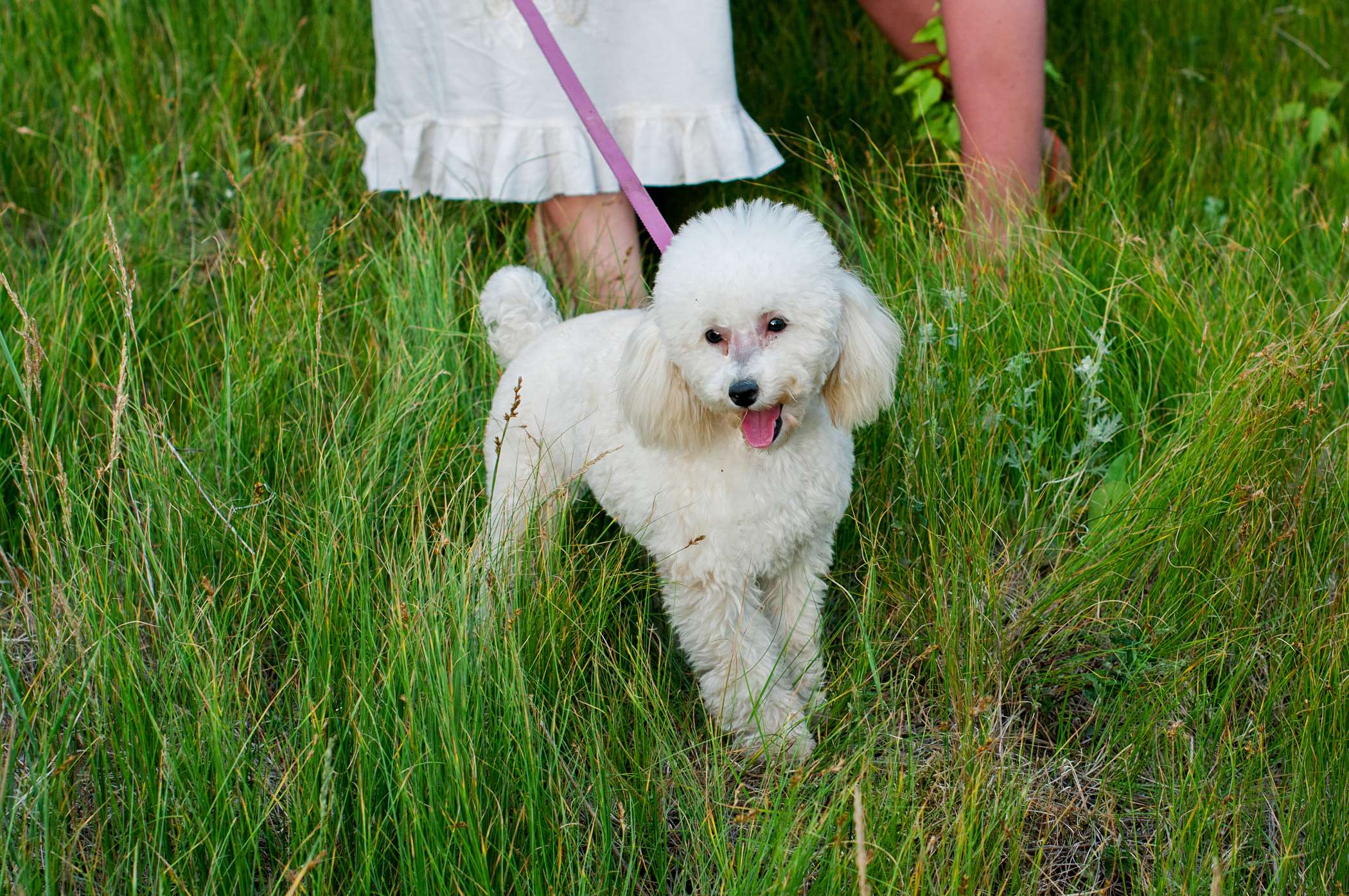 Zdjęcia pudla miniaturowego - 10 fotografii