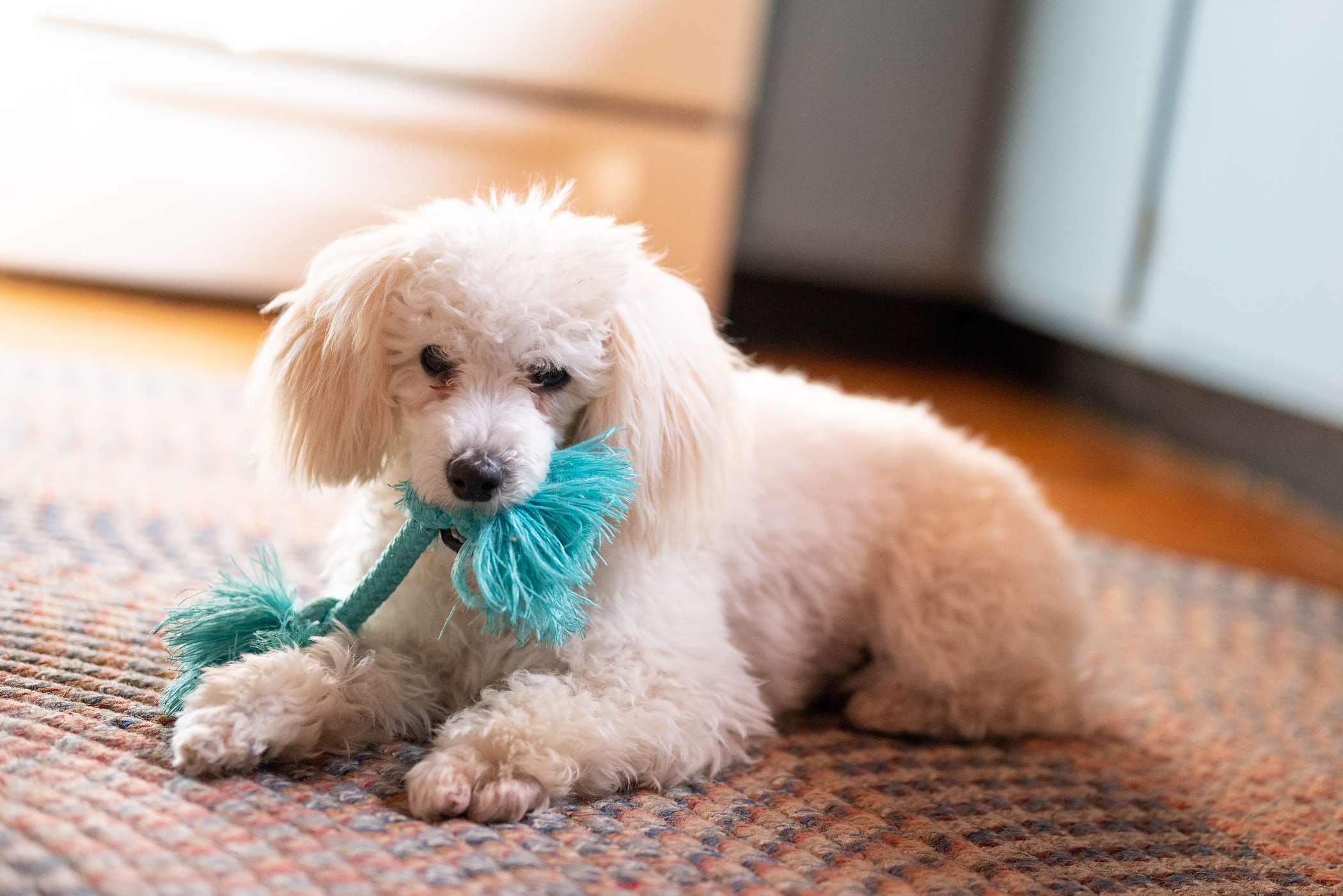 Zdjęcia pudla miniaturowego - 10 fotografii