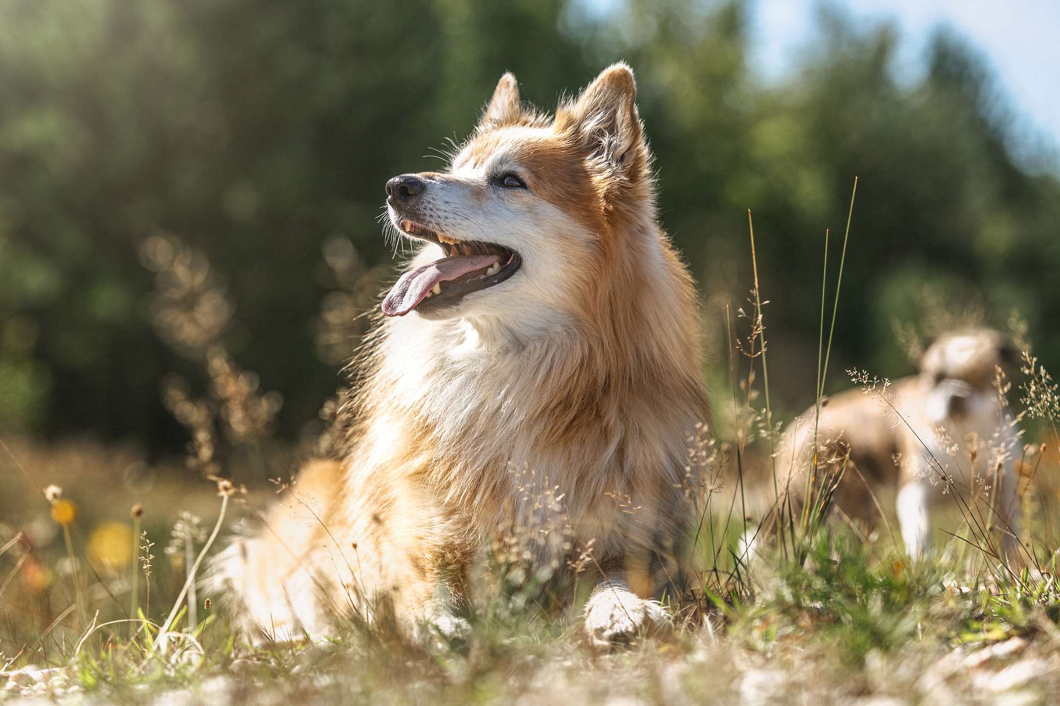 Zdjęcia islandzkiego szpica pasterskiego - 10 fotografii