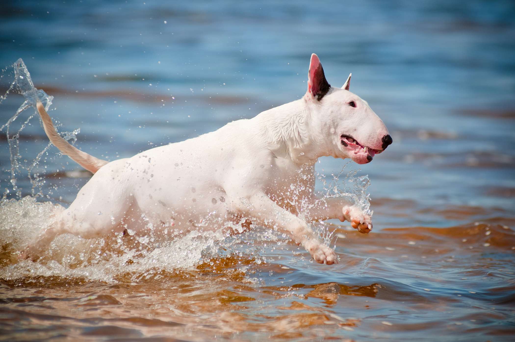 Zdjęcia bulteriera - 10 fotografii