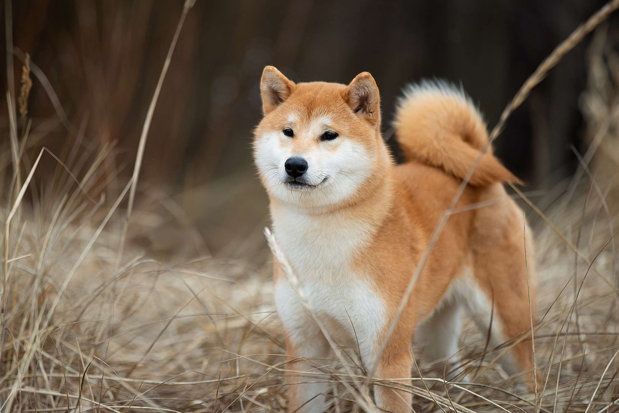 Zdjęcia shiba inu - 10 fotografii
