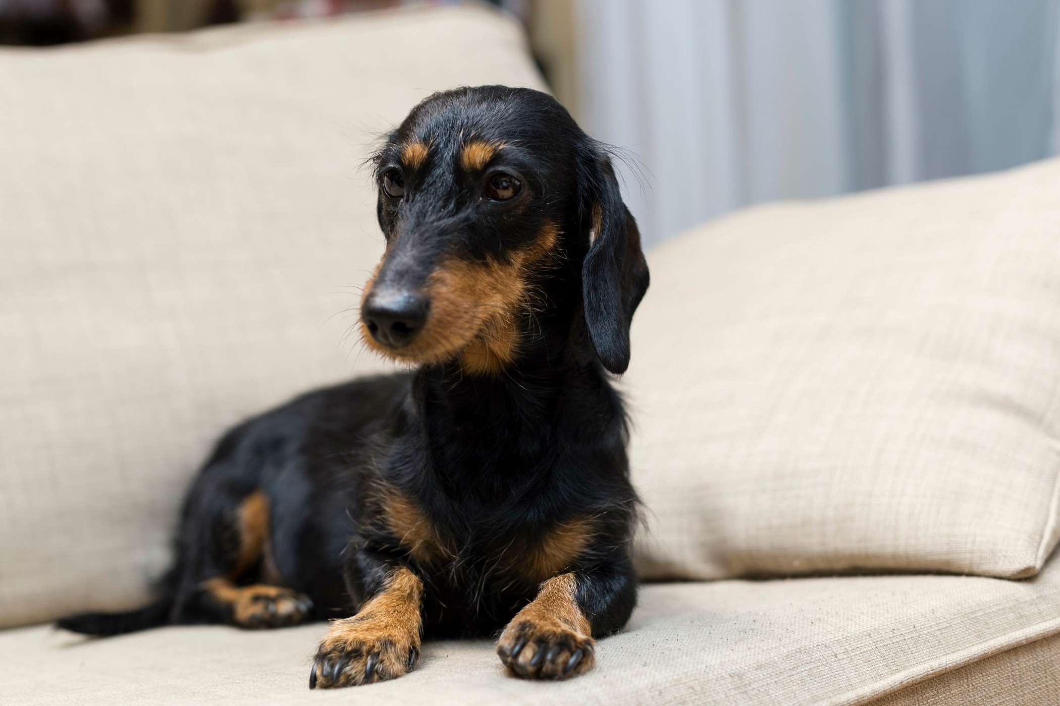 Zdjęcia jamnika - 10 fotografii