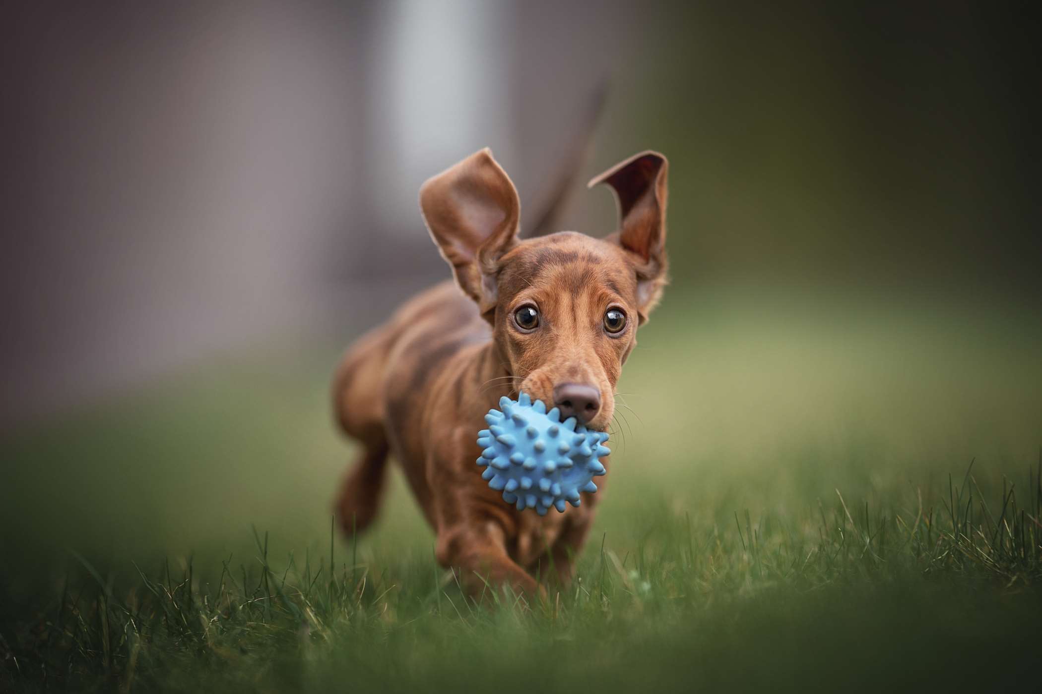Zdjęcia jamnika króliczego - 10 fotografii