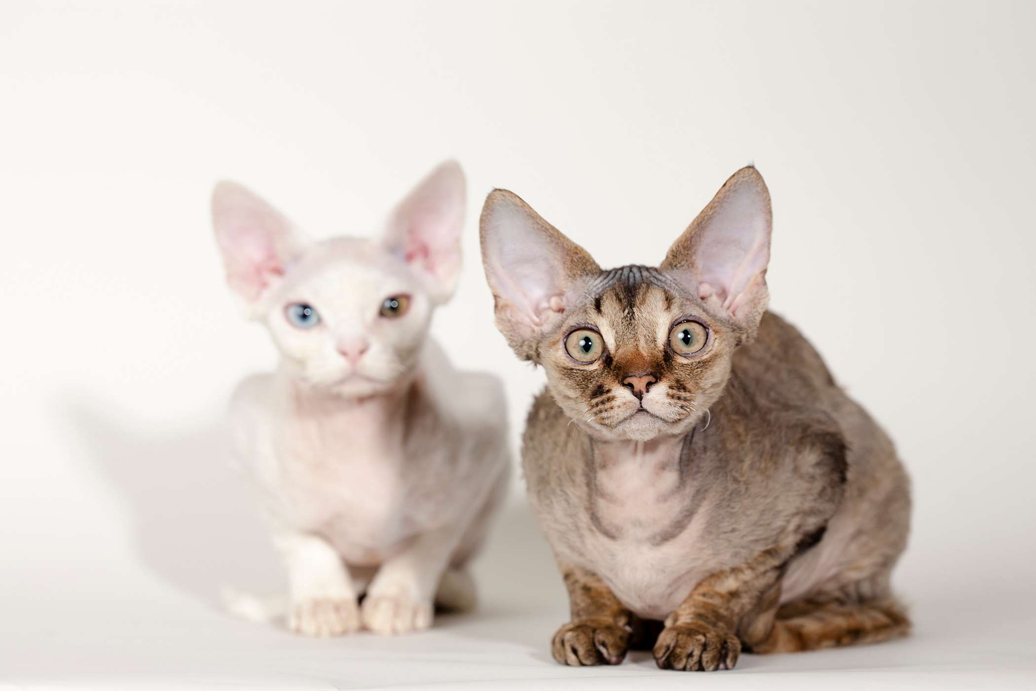 Zdjęcia devon rexa - 10 fotografii