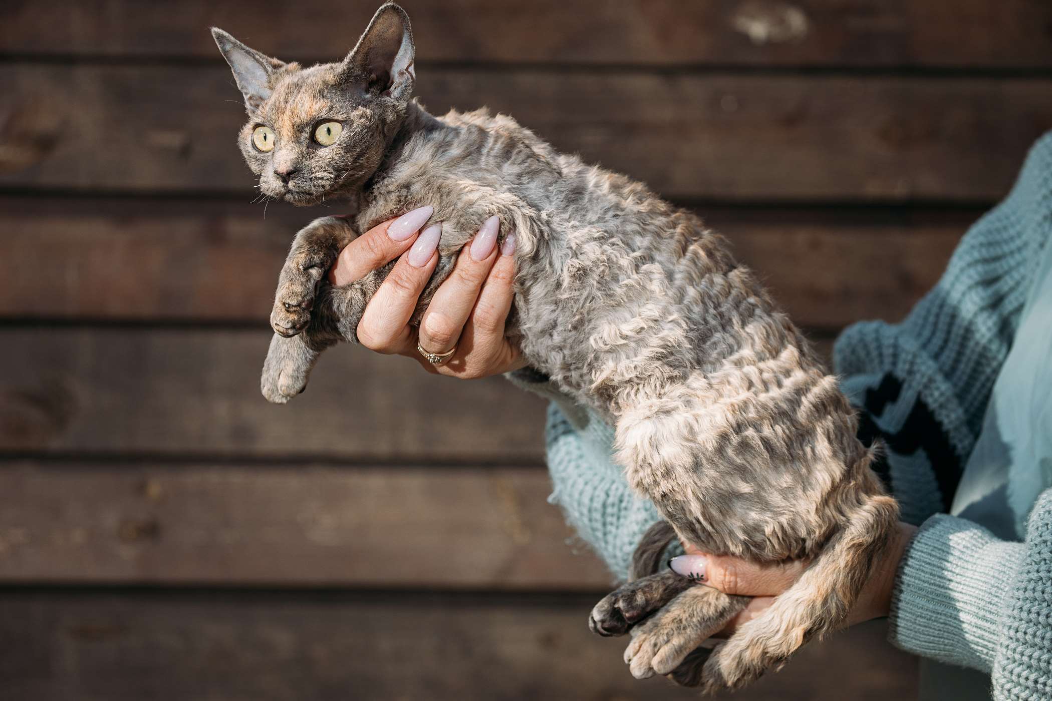 Zdjęcia devon rexa - 10 fotografii