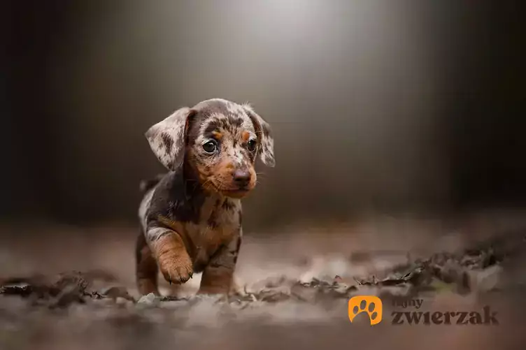 Zdjęcia jamnika króliczego - 10 fotografii