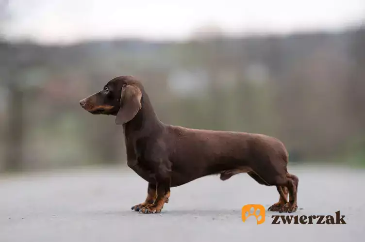 Zdjęcia jamnika króliczego - 10 fotografii