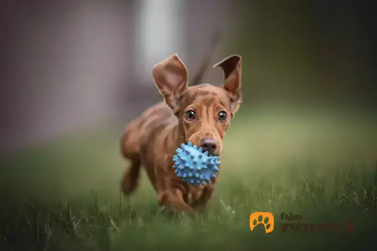 Zdjęcia jamnika króliczego - 10 fotografii