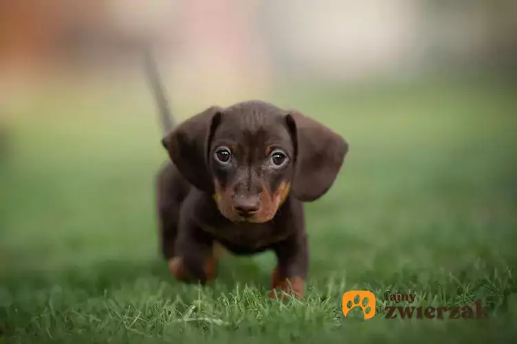 Zdjęcia jamnika króliczego - 10 fotografii