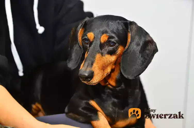 Zdjęcia jamnika krótkowłosego - 10 fotografii